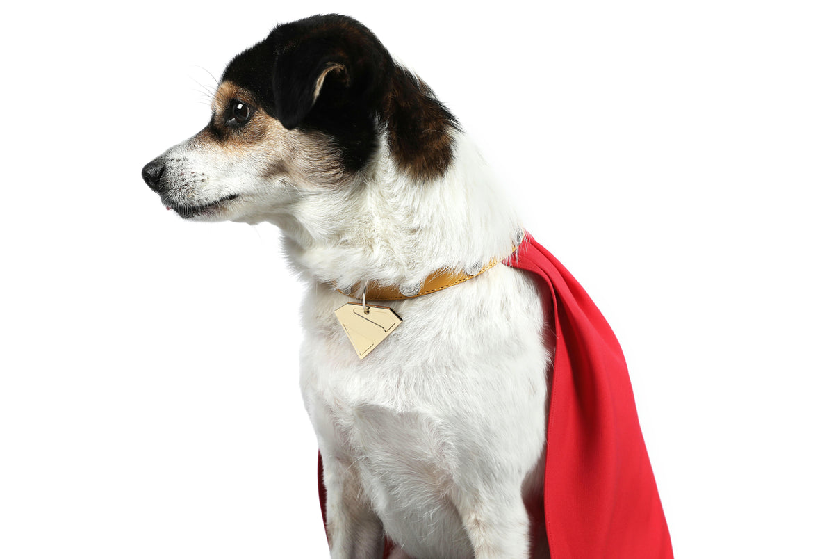 Superman Krypto the Superdog Cosplay Costume | DC Outfit – Ace Cosplay