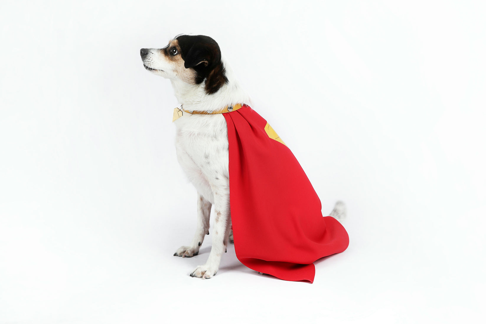 Superman Krypto the Superdog Cosplay Costume | DC Outfit – Ace Cosplay